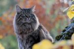 Meet The Warrior Of The Woods: Gray Norwegian Forest Cat