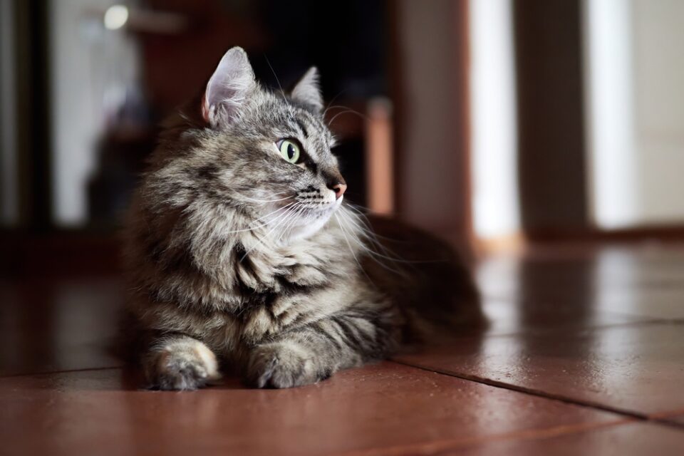 Meet The Warrior Of The Woods: Gray Norwegian Forest Cat