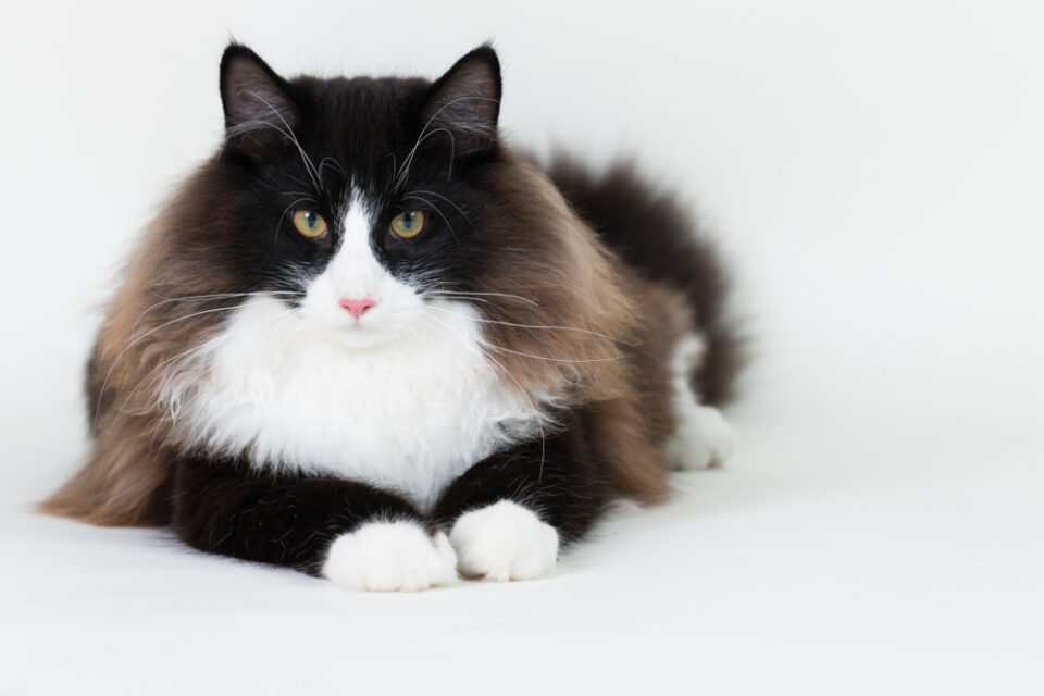 Norwegian Forest Cat Ragdoll Mix: The Fluffy Buddy You Need
