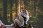 Explore 13 Beautiful Norwegian Forest Cat Colors and Patterns