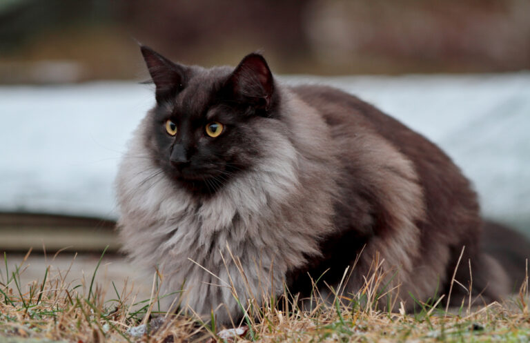 Explore 13 Beautiful Norwegian Forest Cat Colors and Patterns