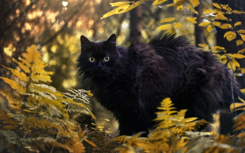 Explore 13 Beautiful Norwegian Forest Cat Colors and Patterns