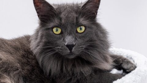 Meet The Smurf Of The Cat World: Blue Norwegian Forest Cat