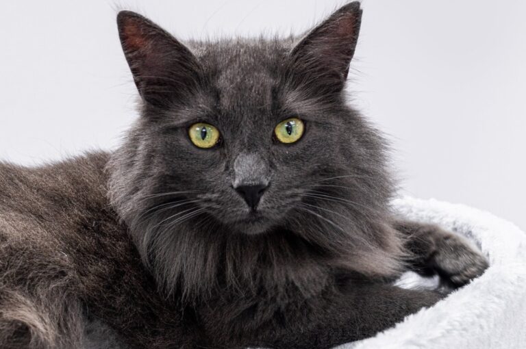 Meet The Smurf Of The Cat World: Blue Norwegian Forest Cat