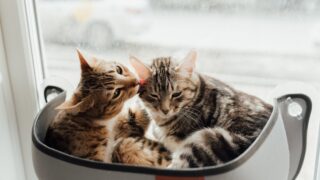 Egyptian Mau Vs. Tabby: How To Tell The Difference?