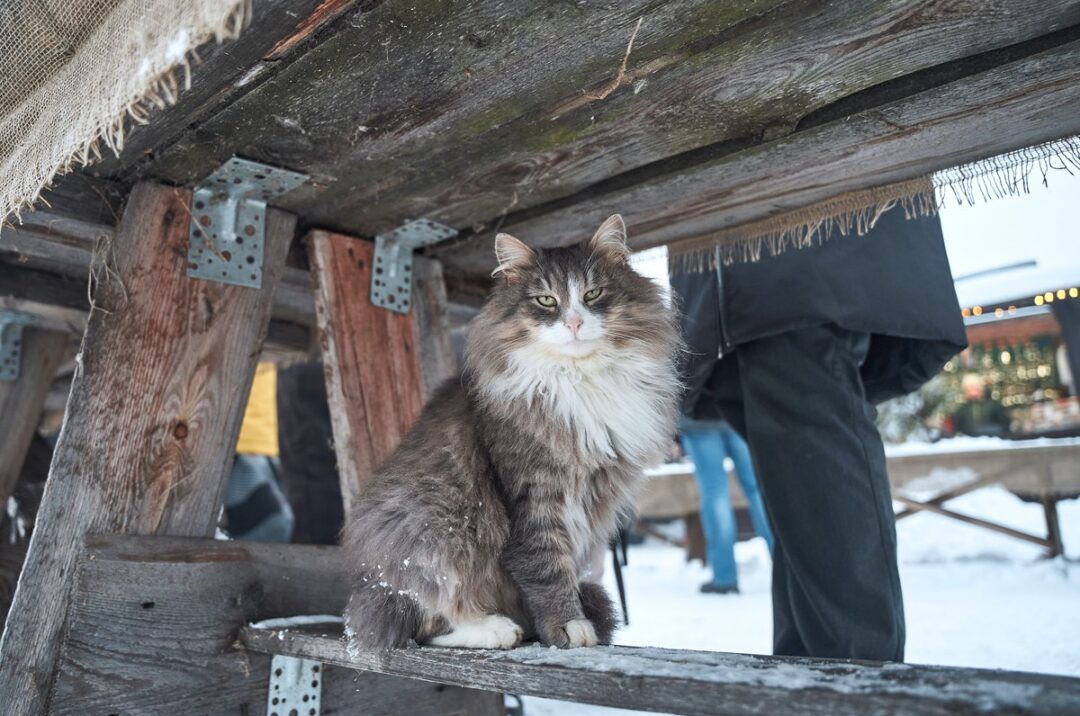 Meet The Warrior Of The Woods: Gray Norwegian Forest Cat