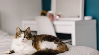 350+ Norwegian Forest Cat Names For Your Little Wegie