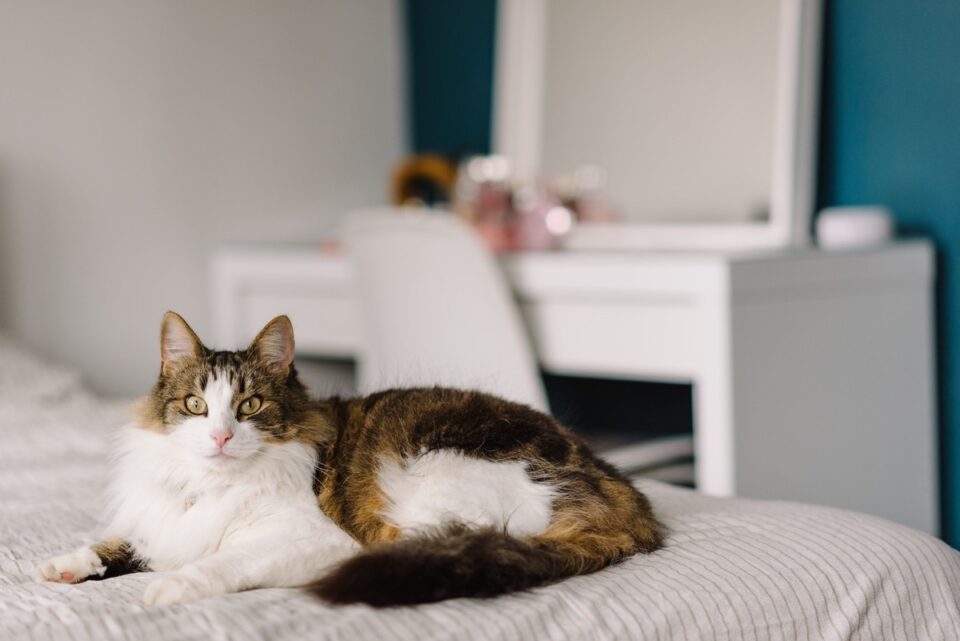 350+ Norwegian Forest Cat Names For Your Little Wegie