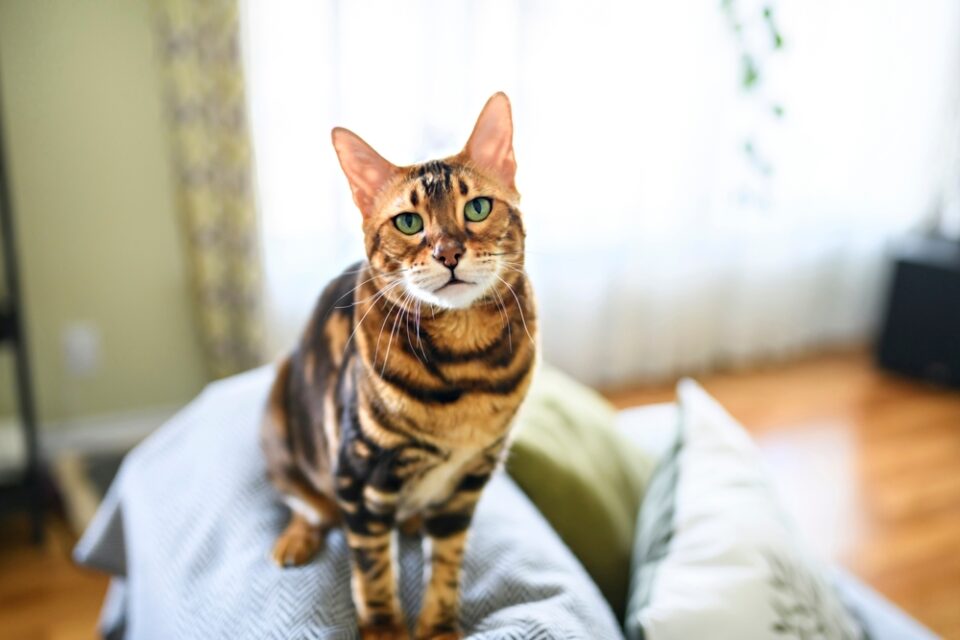 250 Beautiful Bengal Cat Names For Your Little Leopard