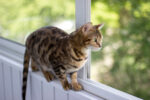 250 Beautiful Bengal Cat Names For Your Little Leopard
