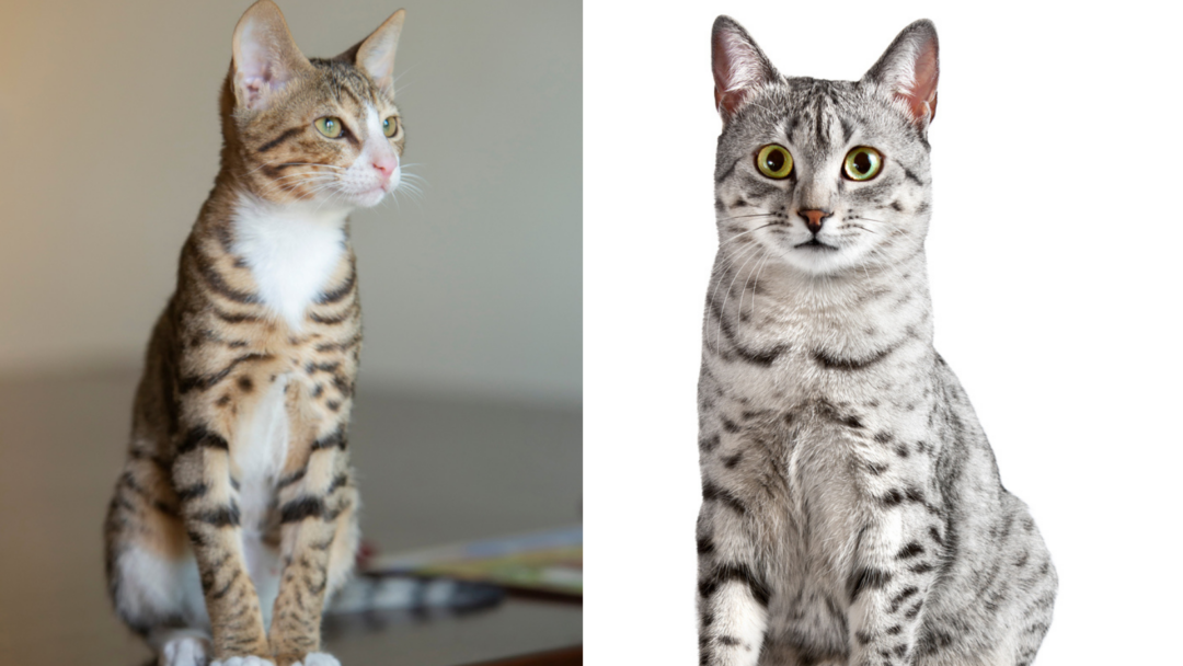 Arabian Mau Vs. Egyptian Mau: In Which Ways Do They Differ?