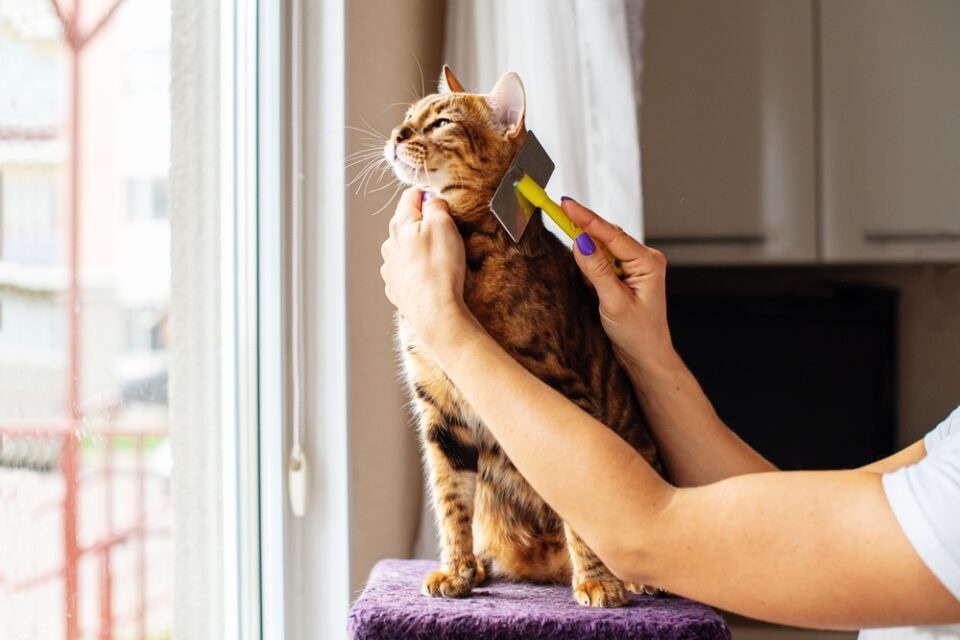 Bengal Cat Grooming: How To Keep Yours Purrfectly Groomed