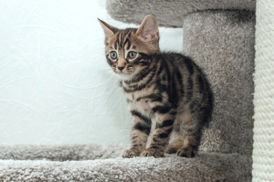 Bengal Cats: Everything You Need To Know Before Adopting One