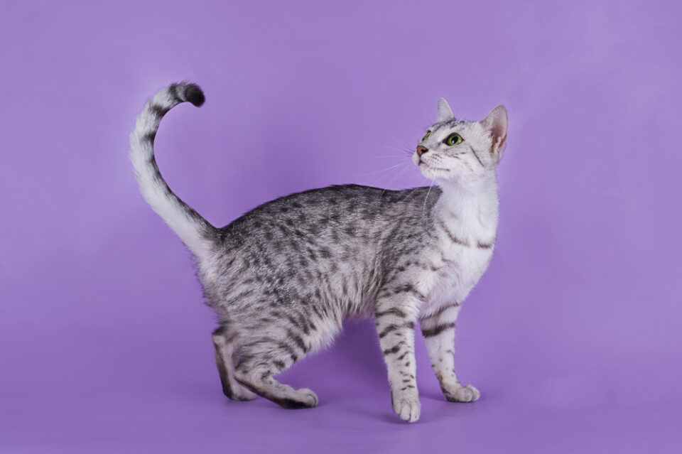 Egyptian Mau: A Complete Guide About This Spotted Beauty