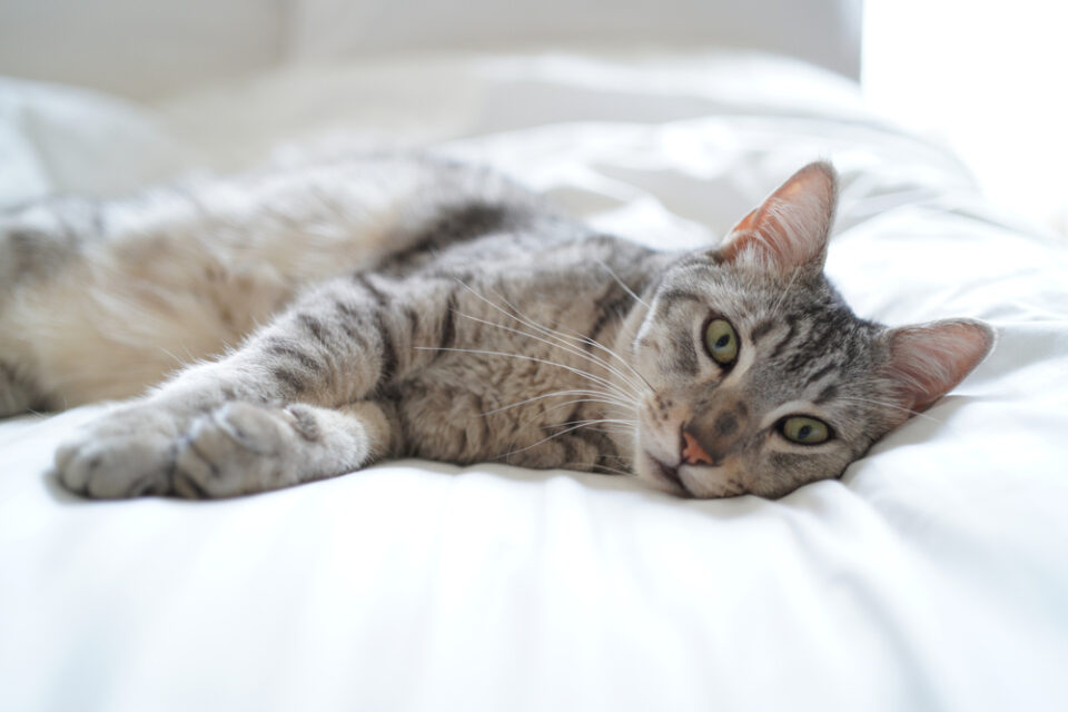 Egyptian Mau: A Complete Guide About This Spotted Beauty