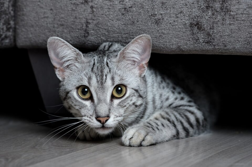Egyptian Mau: A Complete Guide About This Spotted Beauty