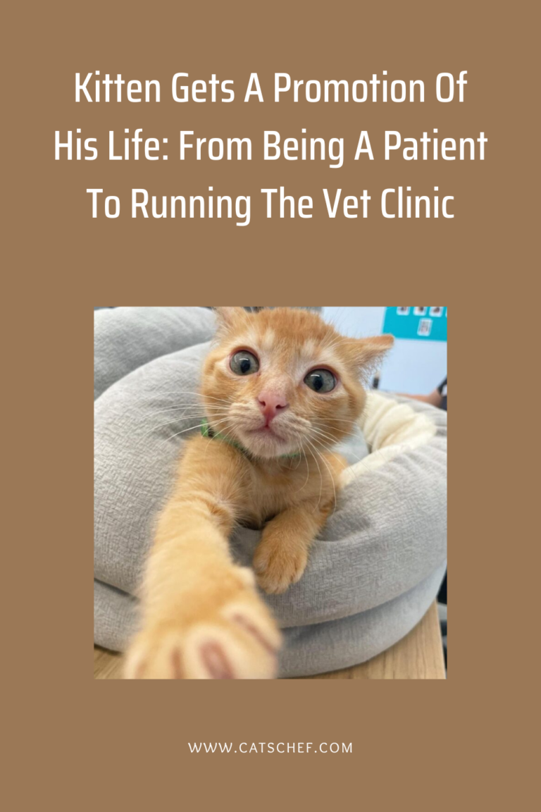 Kitten Gets A Promotion Of His Life: From Being A Patient To Running ...