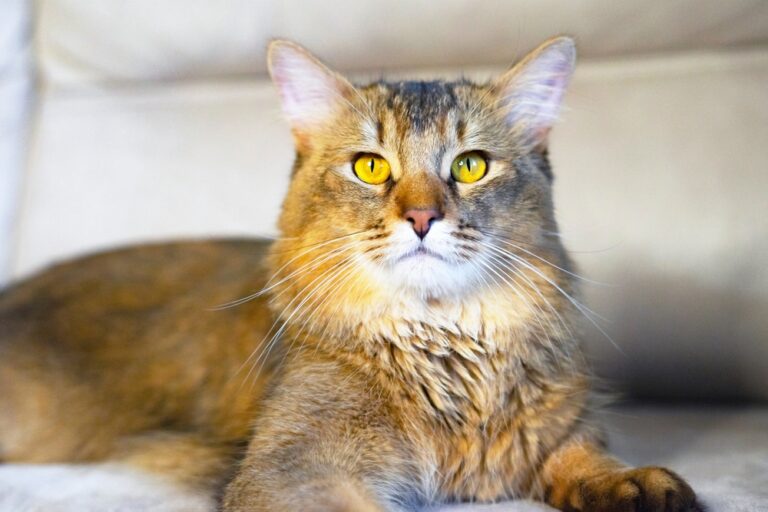 Norwegian Forest Cat: Everything About This Fluffy Giant