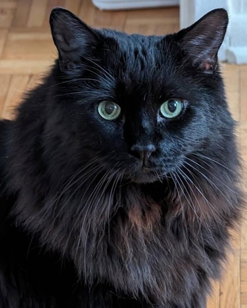 Black Norwegian Forest Cat: A Pet You'll Want To Take Home