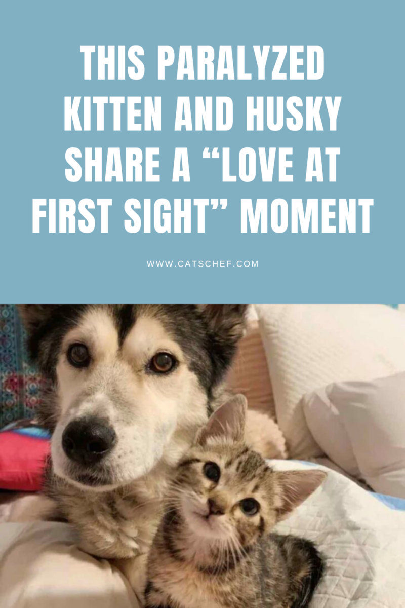 This Paralyzed Kitten And Husky Share A "Love At First Sight" Moment