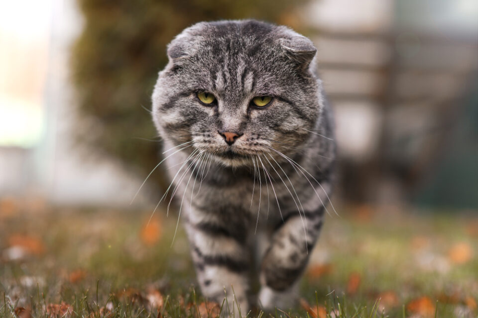 235 Nordic Cat Names For Your Little God Of Thunder