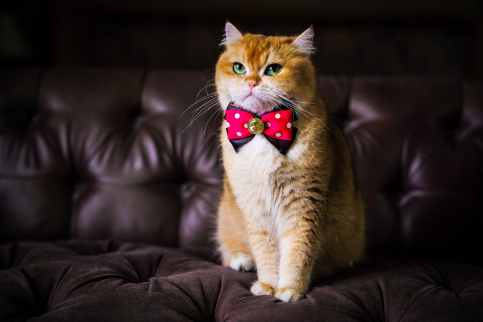 300 Cat Names Beginning With C For The Coolest Cutie Ever