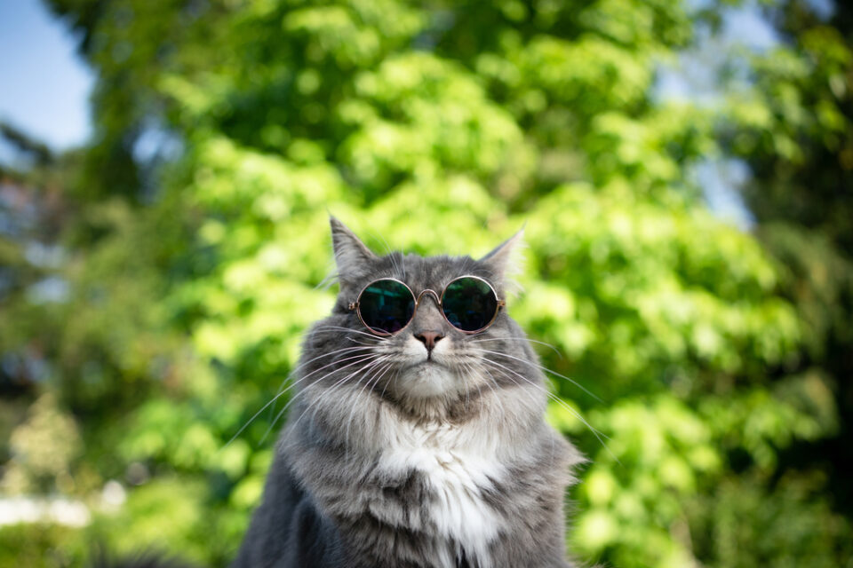 300 Cat Names Beginning With C For The Coolest Cutie Ever