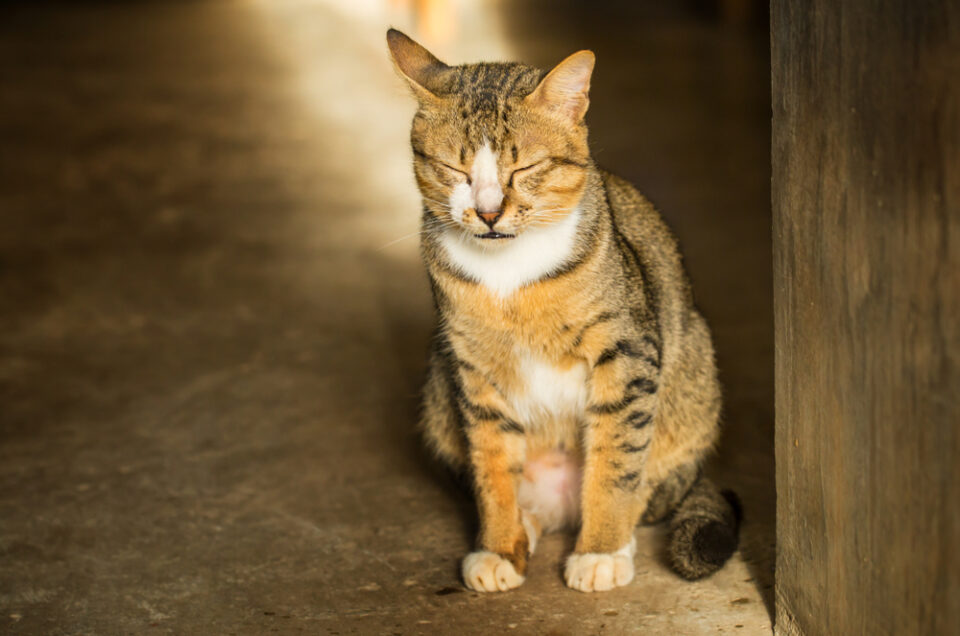 7 Home Remedies For A Bloated Cat That Will Ease Her Life