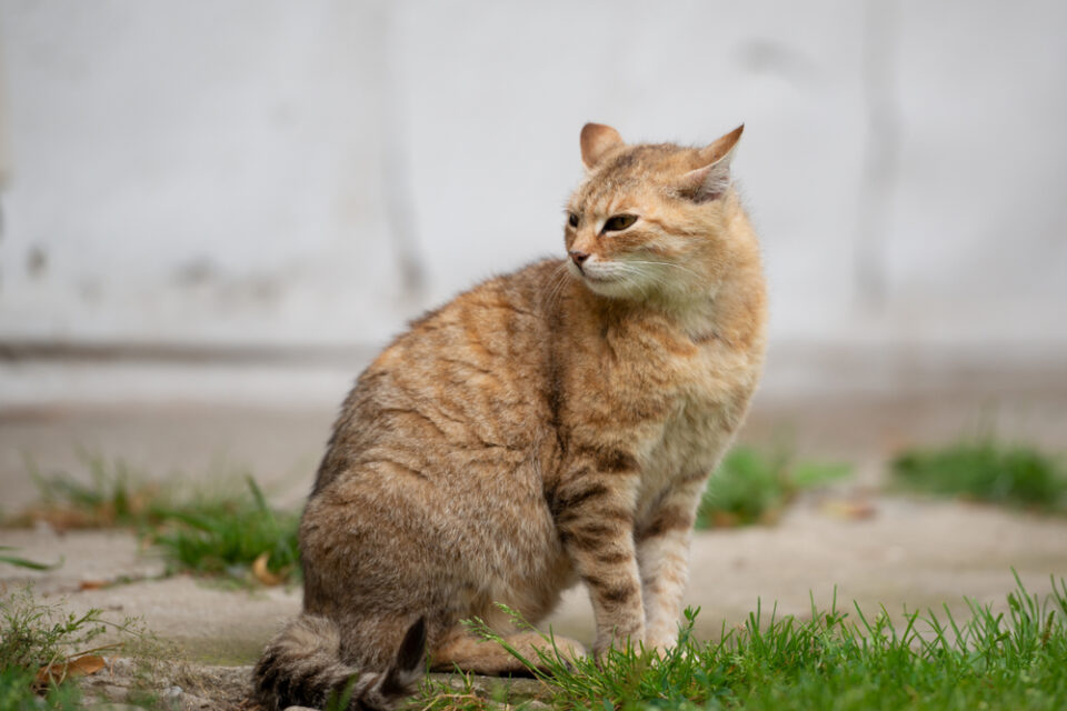 7 Home Remedies For A Bloated Cat That Will Ease Her Life