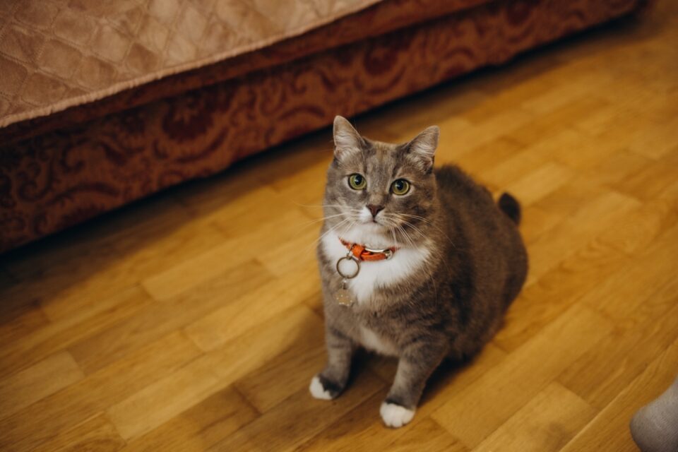 7 Home Remedies For A Bloated Cat That Will Ease Her Life