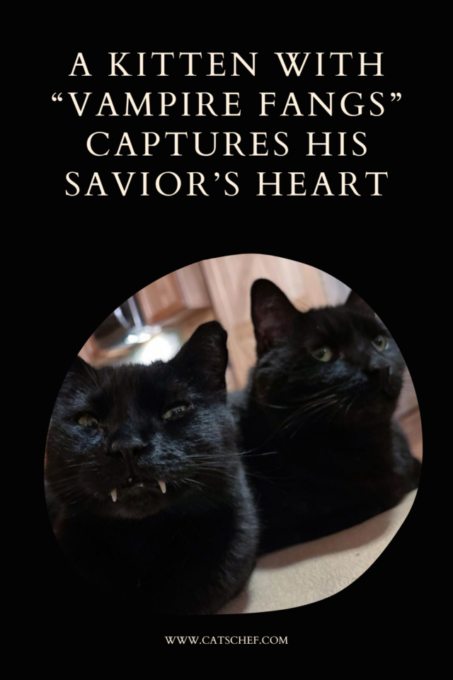 A Kitten With "Vampire Fangs" Captures His Savior's Heart