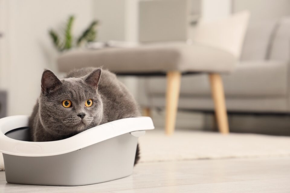 Cat Body Explained: Do Cats Pee And Poop At The Same Time?
