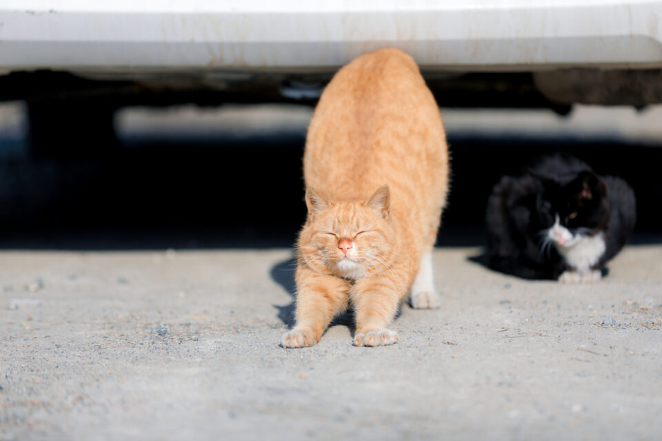 Getting To The Bottom Of It: Why Do Cats Raise Their Butts?