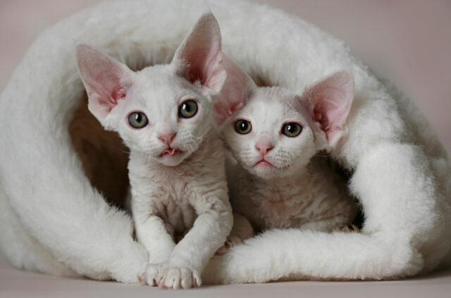 Minskin Kittens: 7 Things To Know About This New Breed