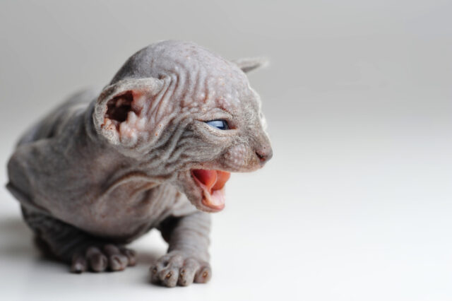 Minskin Kittens: 7 Things To Know About This New Breed