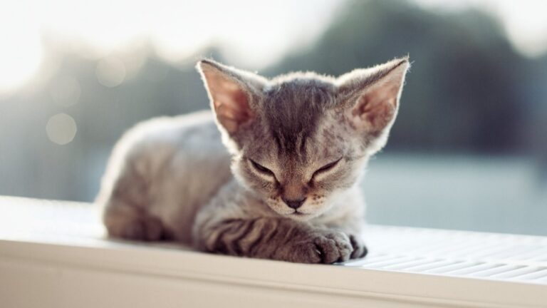 Minskin Kittens: 7 Things To Know About This New Breed