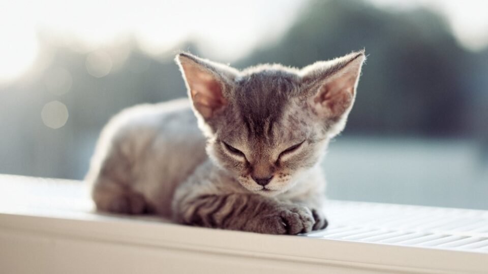 Minskin Kittens: 7 Things To Know About This New Breed