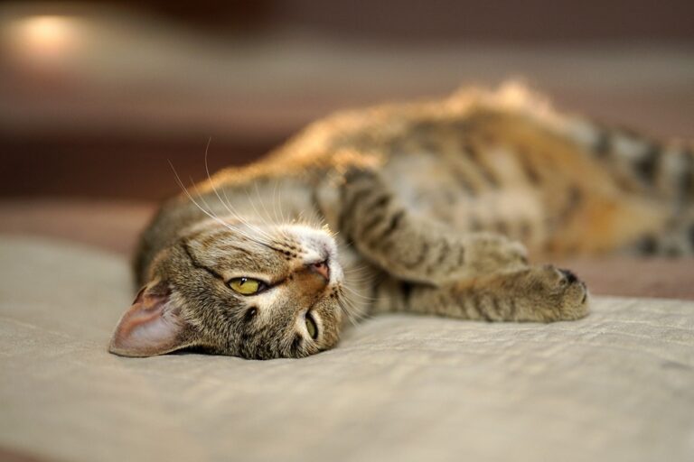 Pregnant Cat Nipples: What To Expect When She's Expecting?