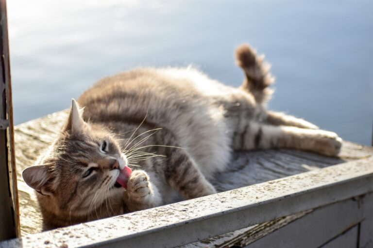 Pregnant Cat Nipples: What To Expect When She's Expecting?