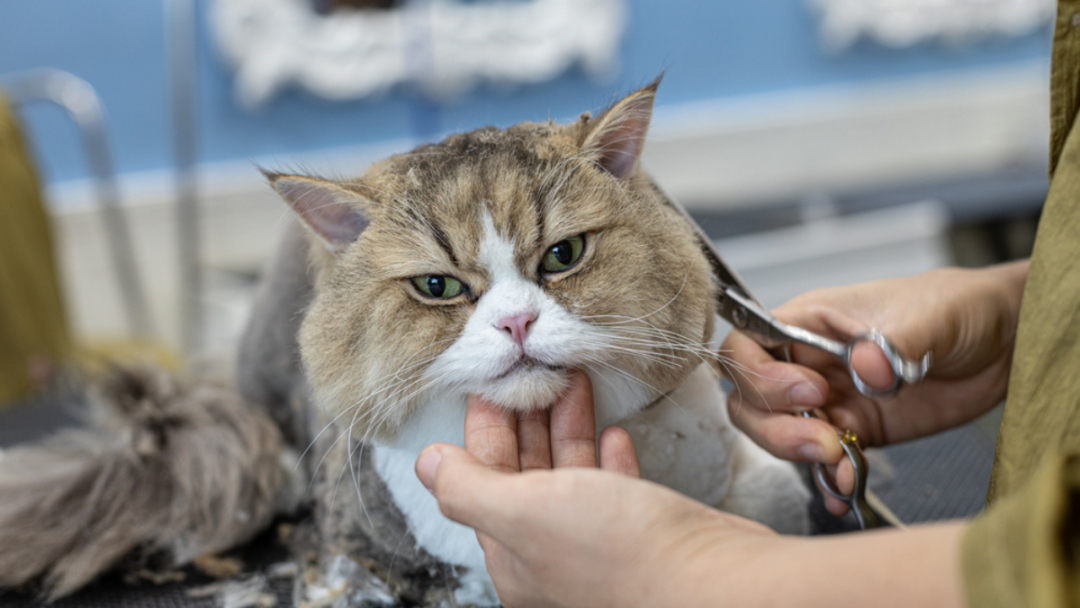 11 Chic Cat Haircuts to Give Your Furry Friend a Makeover