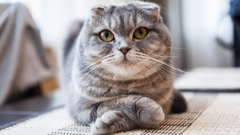 15 Worst Cat Breeds for Beginners – Buyer Beware!