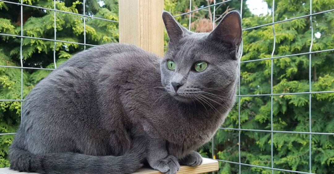 22 Medium Hair Cat Breeds To Sweep You Off Your Feet