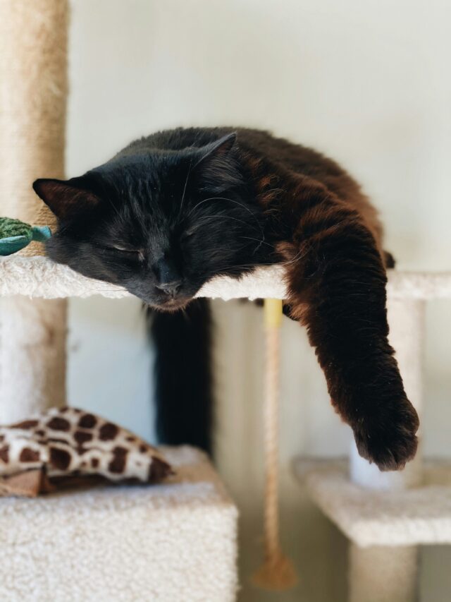 Why Your Cat Needs a Cat Tree – 15 Health Benefits