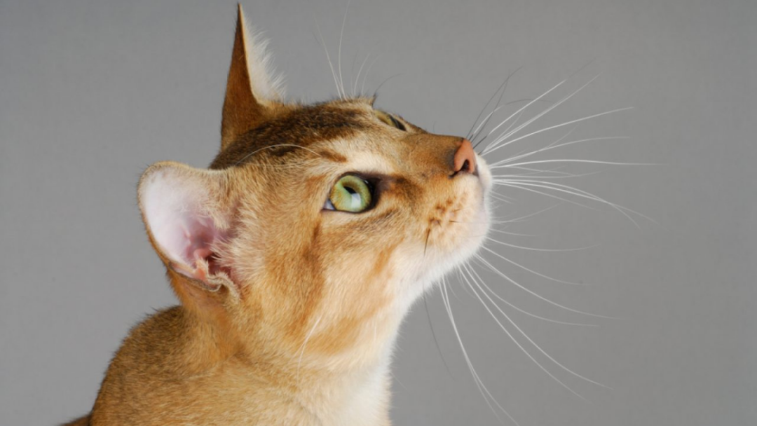 Meet 18 Luxurious Cat Breeds That Redefine Elegance