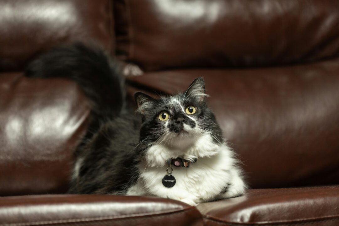 Discover 15 Cat Breeds with Fascinating Traits