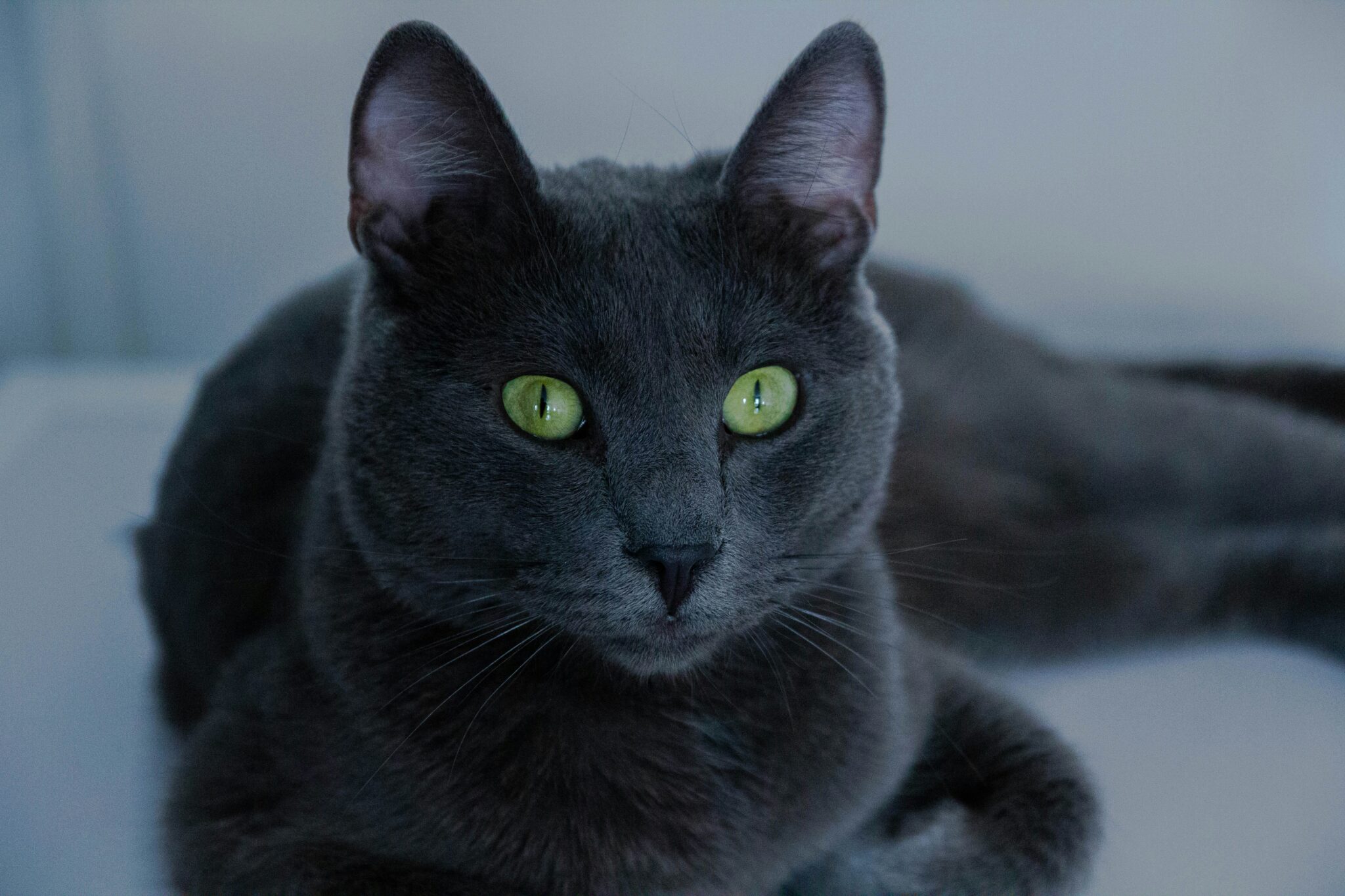 These 15 Hypoallergenic Cats Are Perfect For People With Allergies