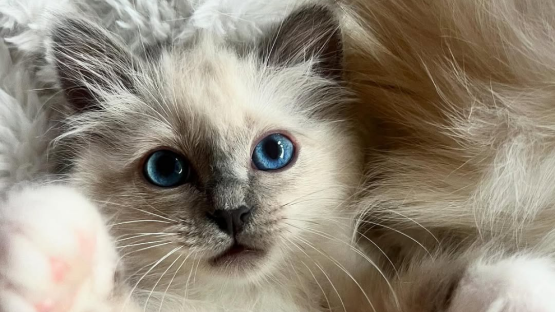 16 Cat Breeds Perfect for Every Family Dynamic