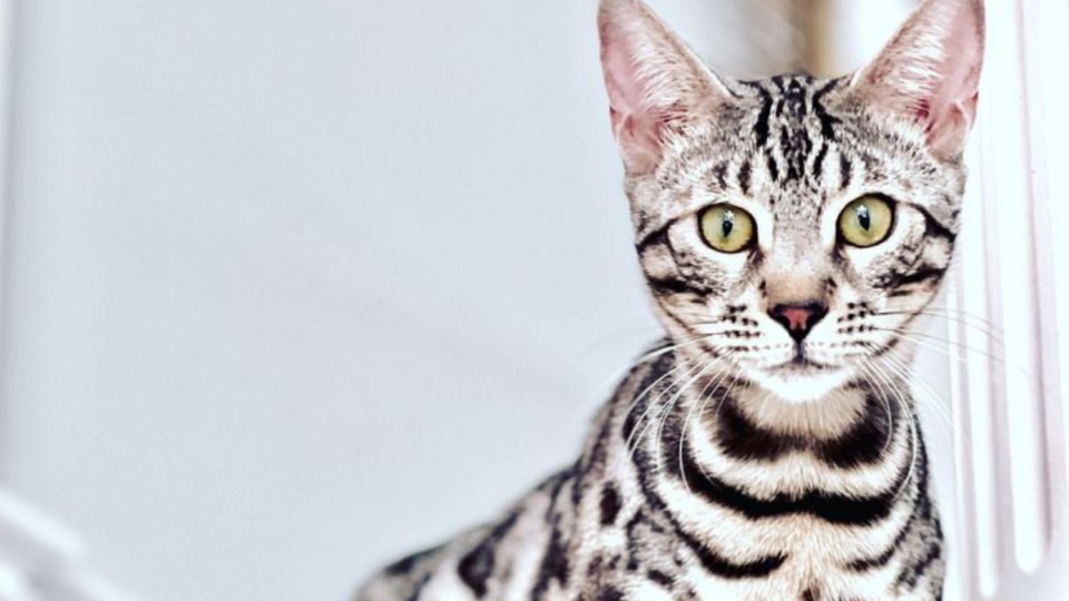 17 Cat Breeds That Don't Shed, Perfect for a Clean and Tidy Home