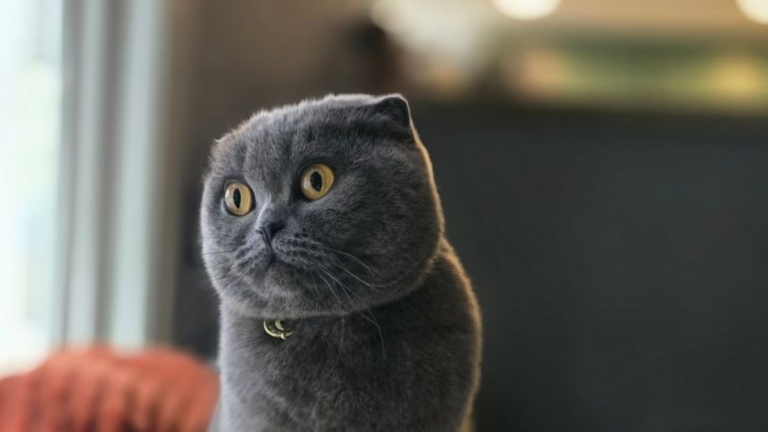 12 Cats That Rarely Meow and Prove Actions Speak Louder Than Words