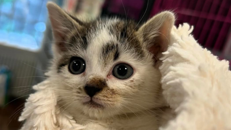 15 Essential Things Every New Kitten Owner Should Do